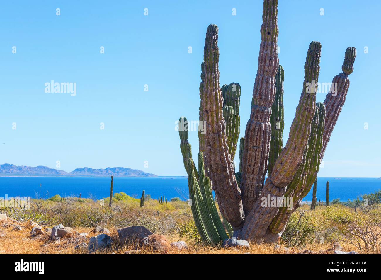Cactus in Mexico Stock Photo - Alamy