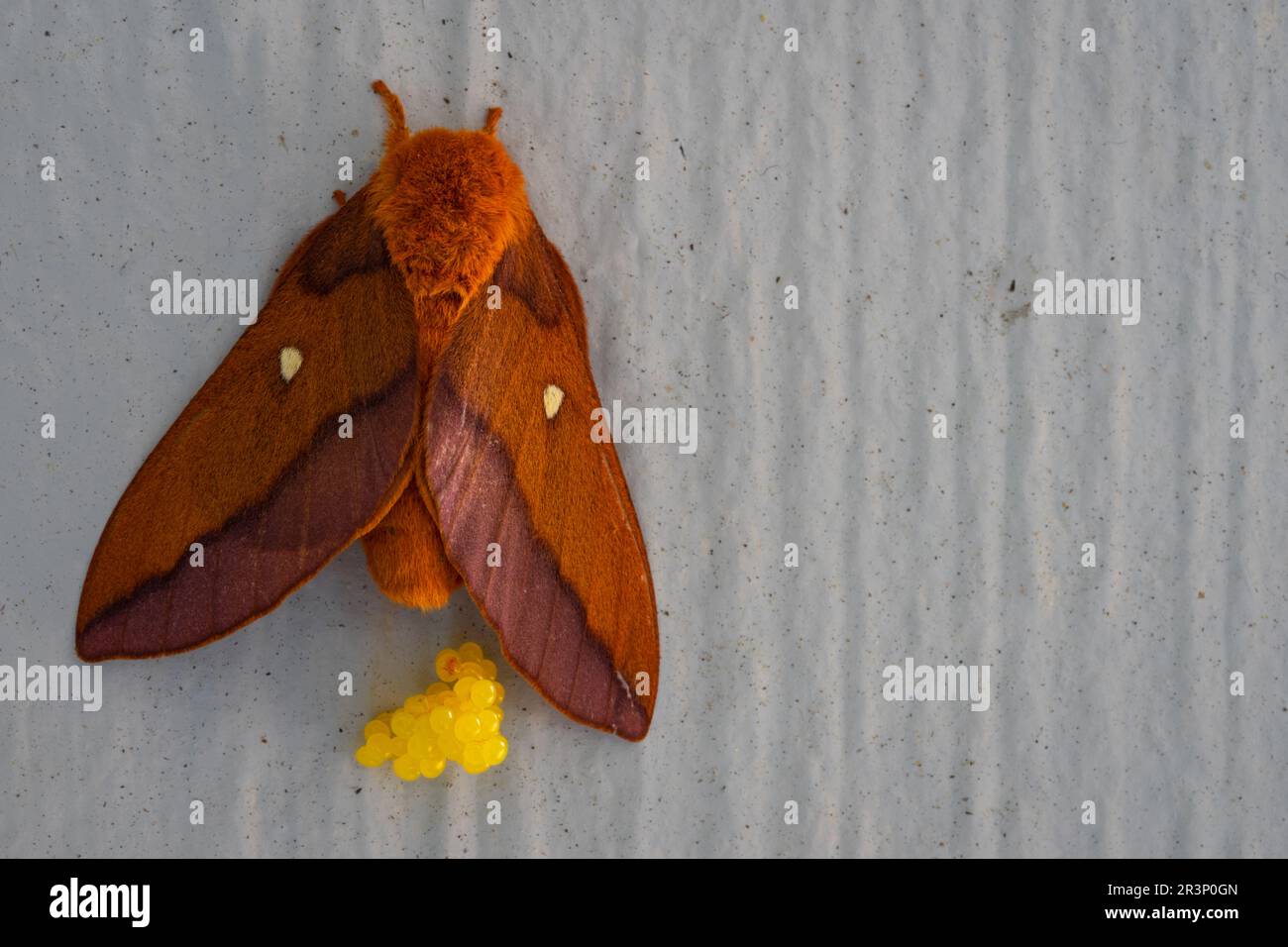 Oakworm moth hi-res stock photography and images - Alamy