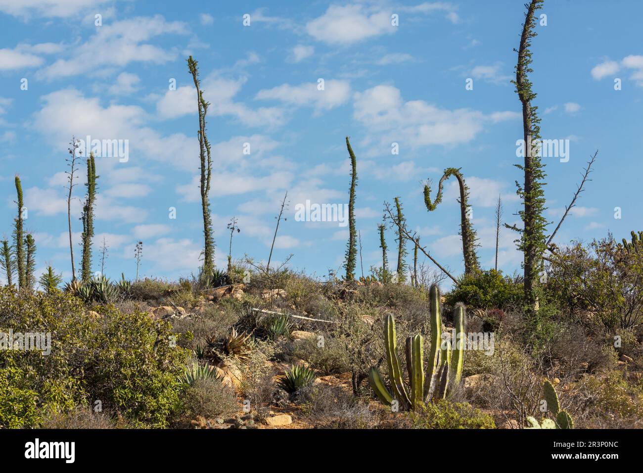 Cactus in Mexico Stock Photo - Alamy