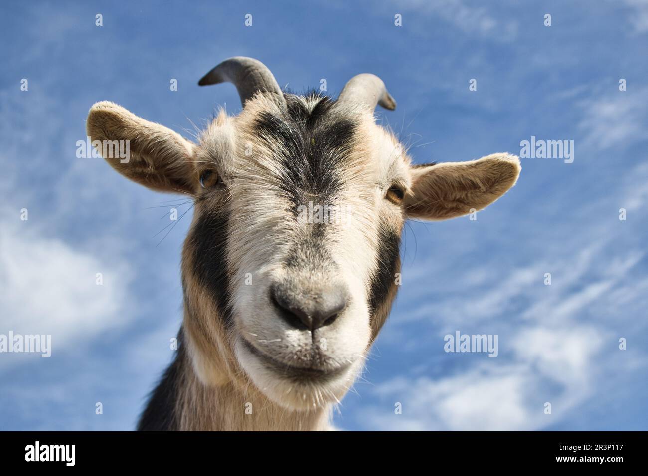 funny goat looking interested at the camera from above Stock Photo - Alamy
