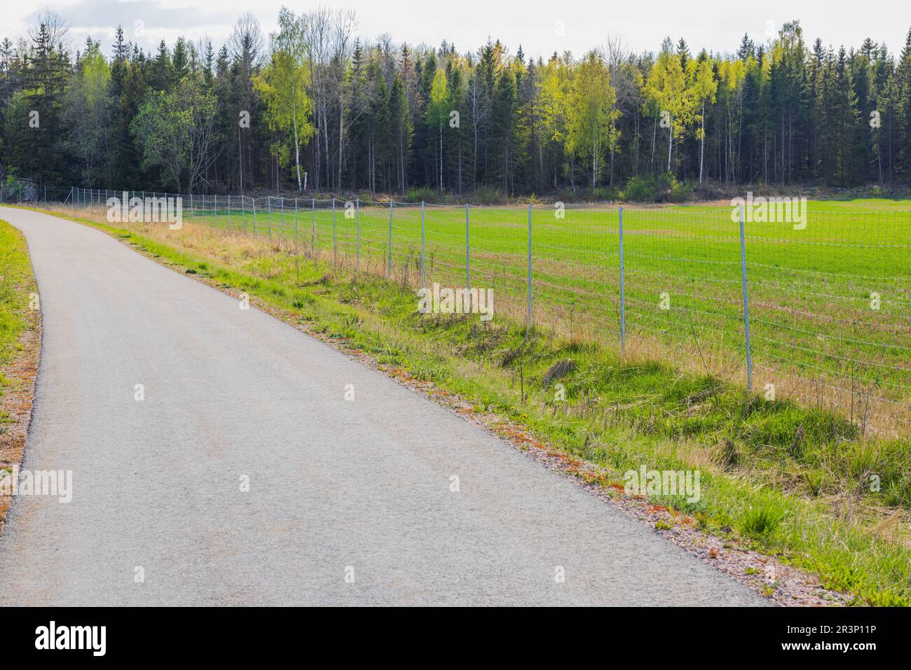 Small asphalt road aside green fields behind metal fence on green trees ...