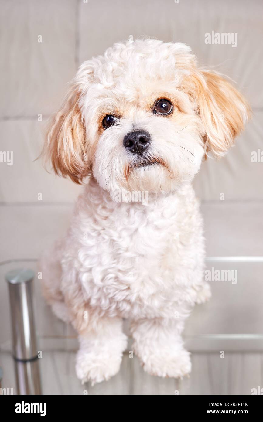Portrait of a beige Maltipoo puppy stands on a glass table in the room ...