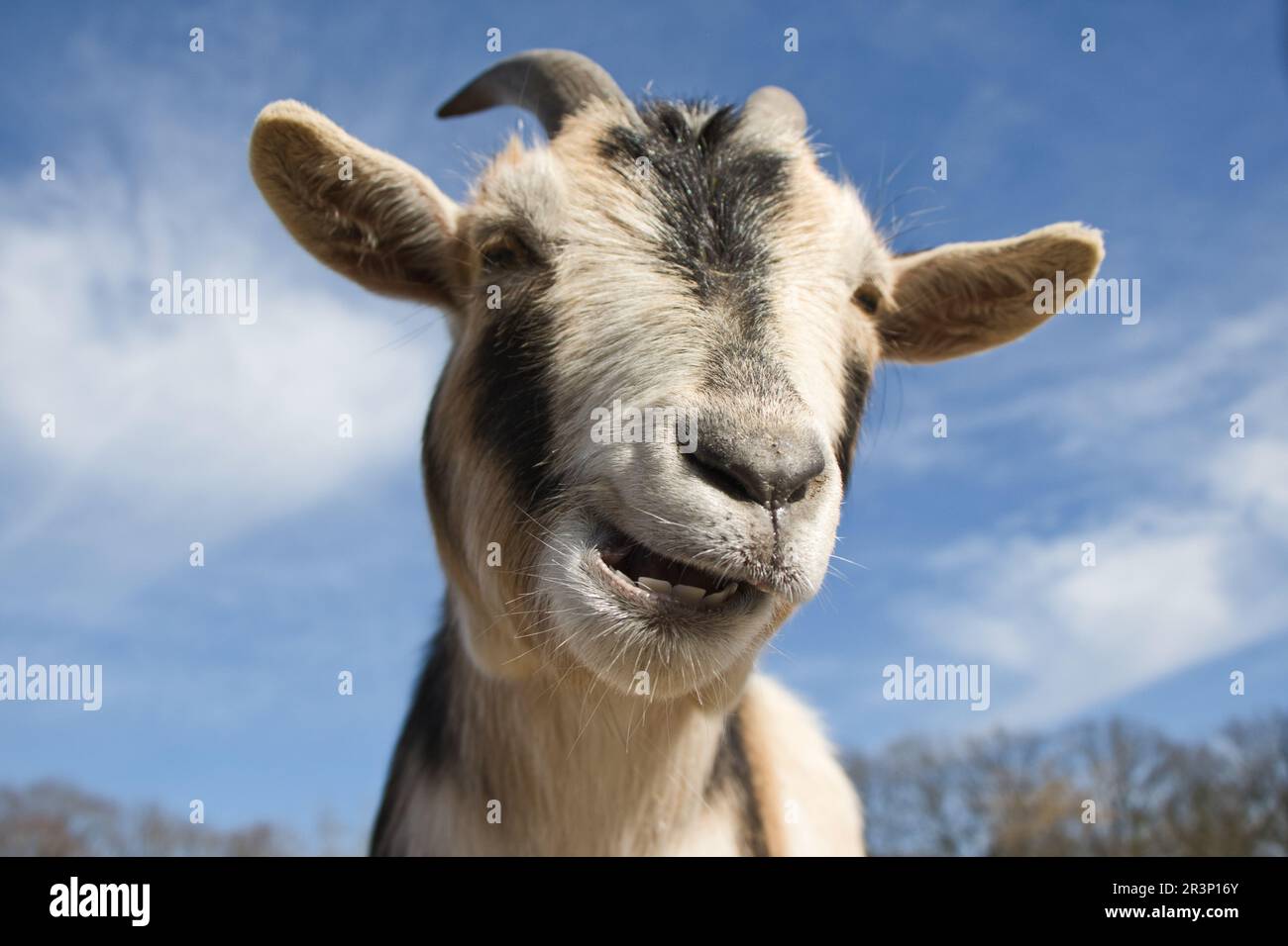 funny goat looking interested at the camera from above Stock Photo - Alamy