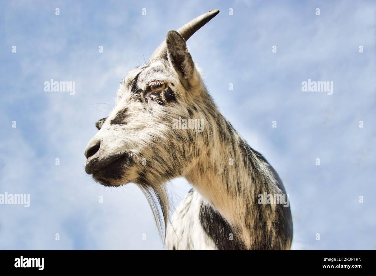 Funny goats hi-res stock photography and images - Alamy