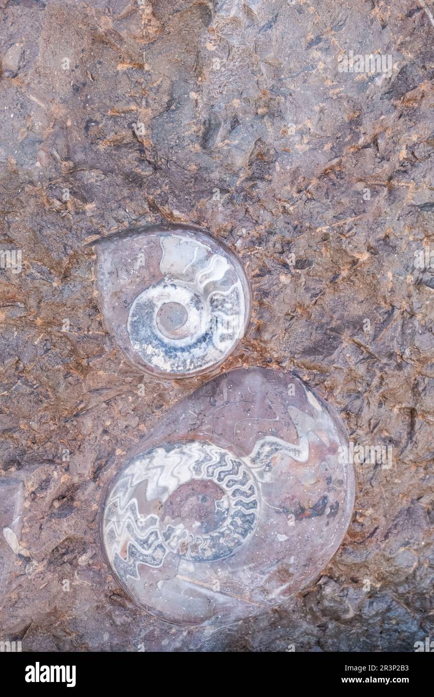 Rocks fossils hi-res stock photography and images - Alamy