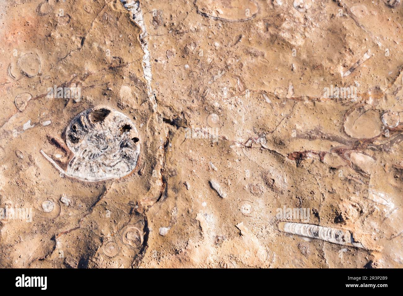 Sea and ocean fossils found on rocks in the desert of Morocco Stock ...