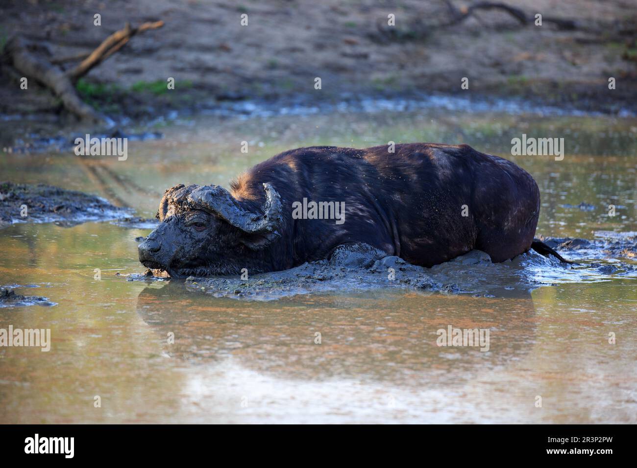 Cape buffalo mud bathing Stock Photo - Alamy