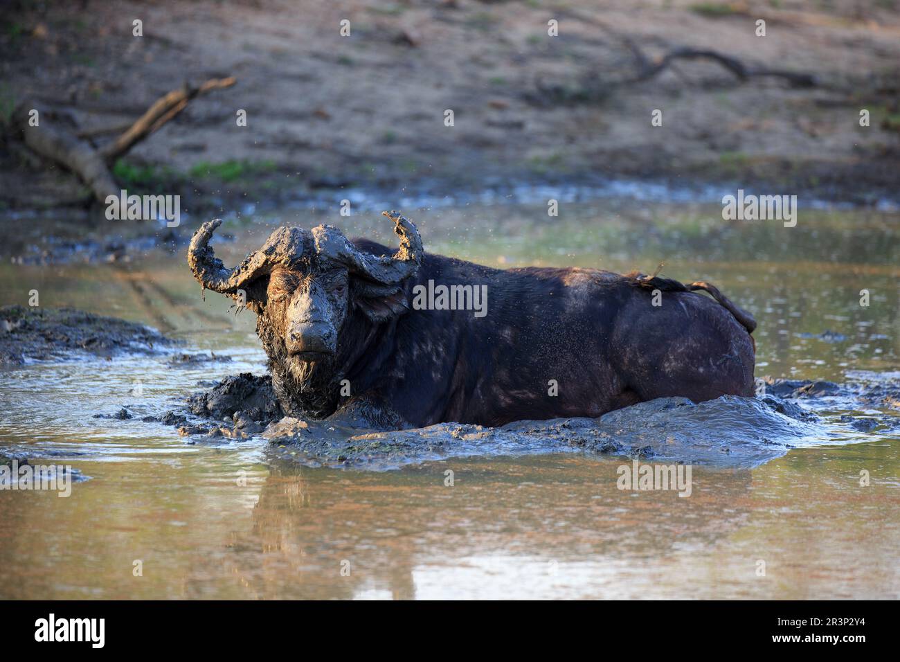 Cape buffalo mud bathing Stock Photo - Alamy