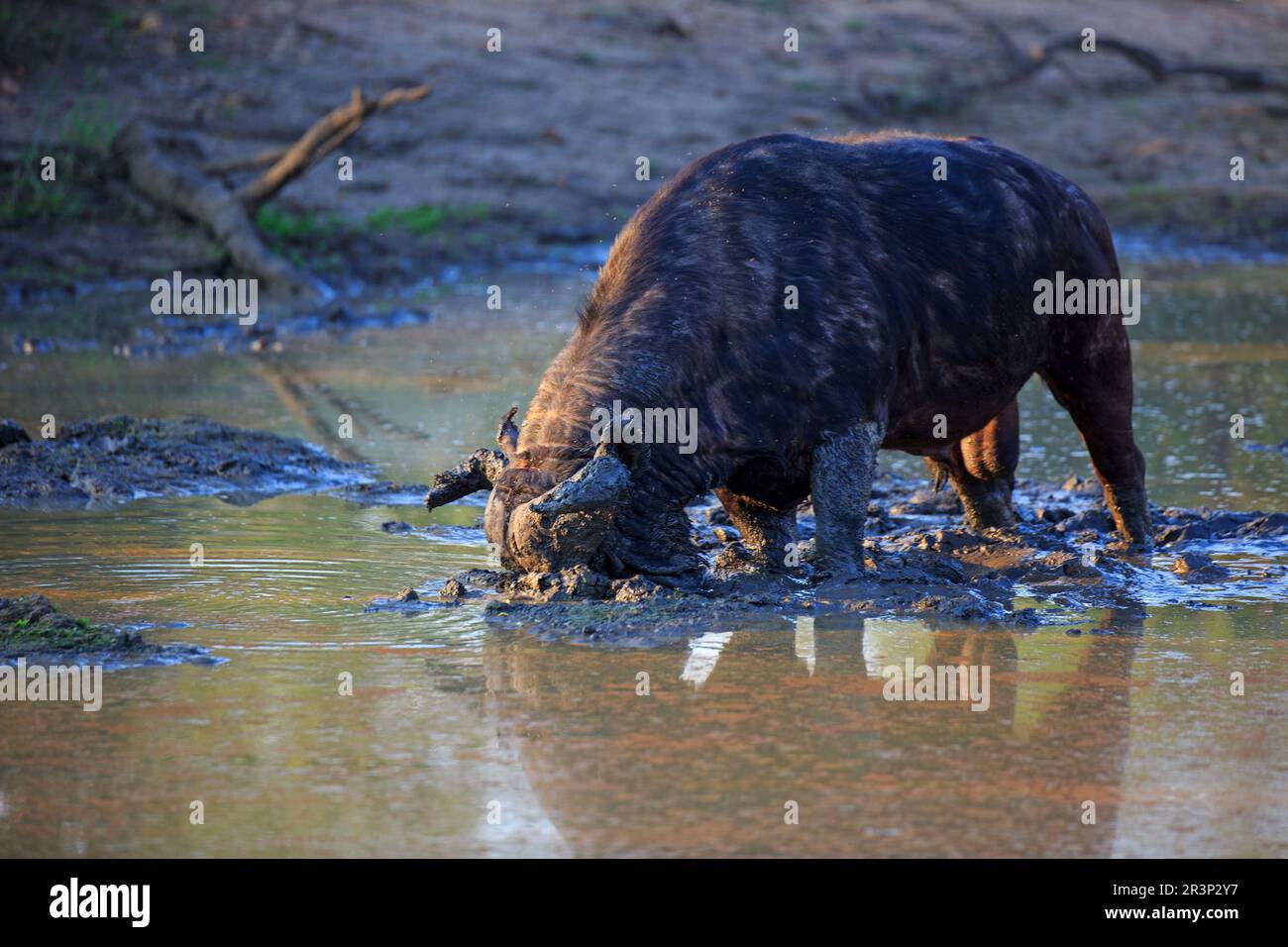 Cape buffalo mud bathing Stock Photo - Alamy