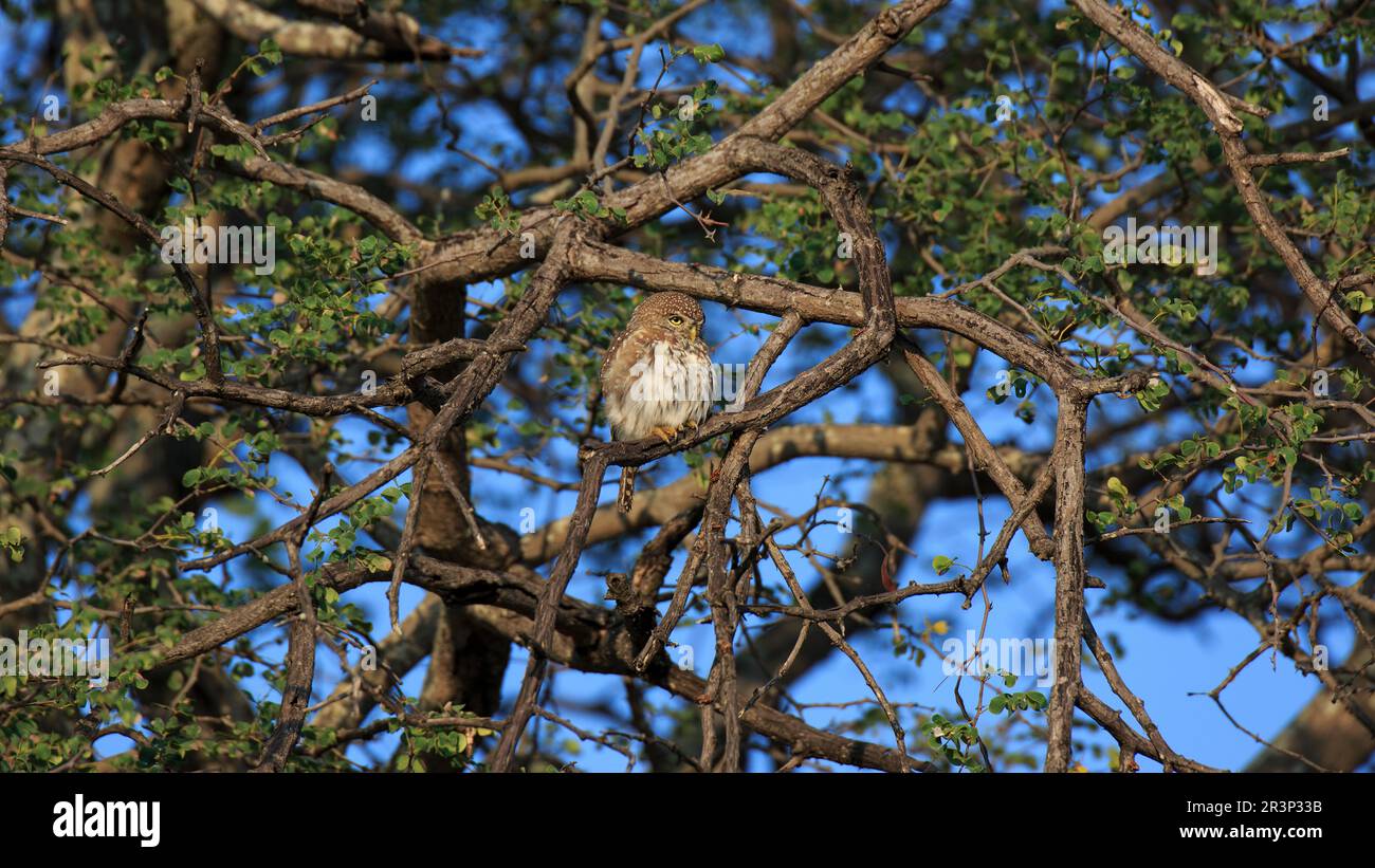 Pearl spotted owl hi-res stock photography and images - Alamy