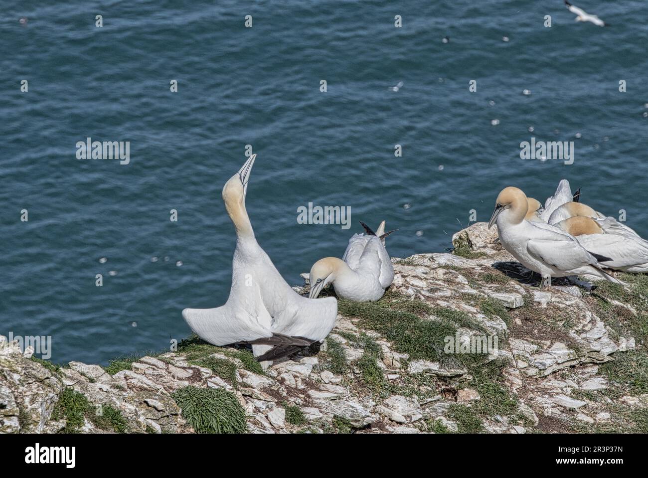 Young Gannets on Bempton cliffs East Yorkshire Stock Photo - Alamy