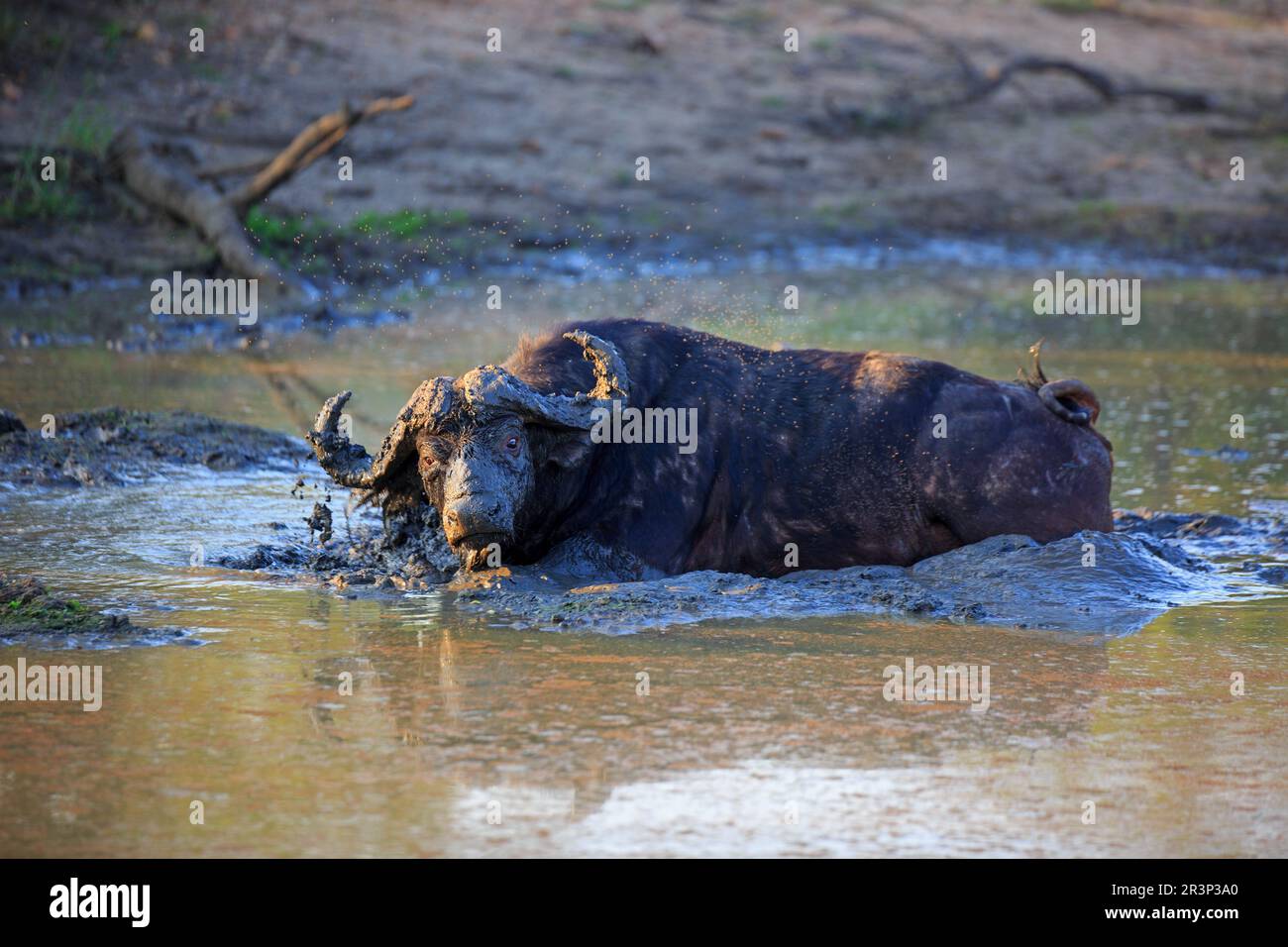 Cape buffalo mud bathing Stock Photo - Alamy