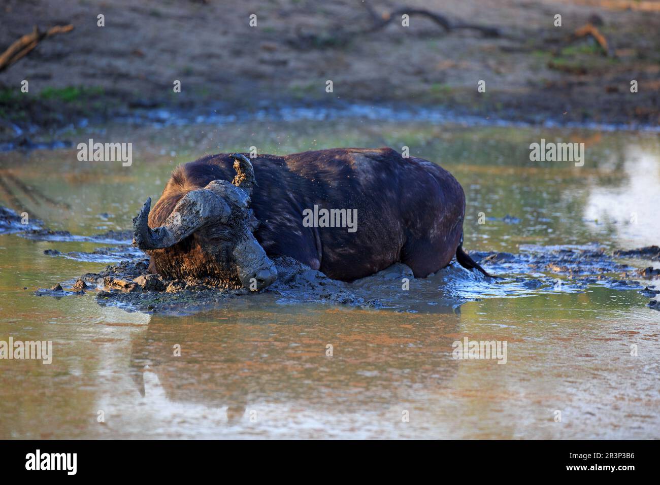 Cape buffalo mud bathing Stock Photo - Alamy