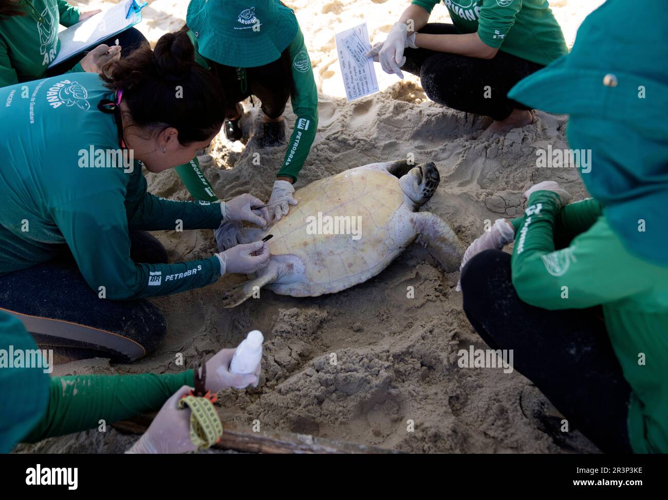 Aruana Project researchers take a skin sample from a Green Sea Turtle ...