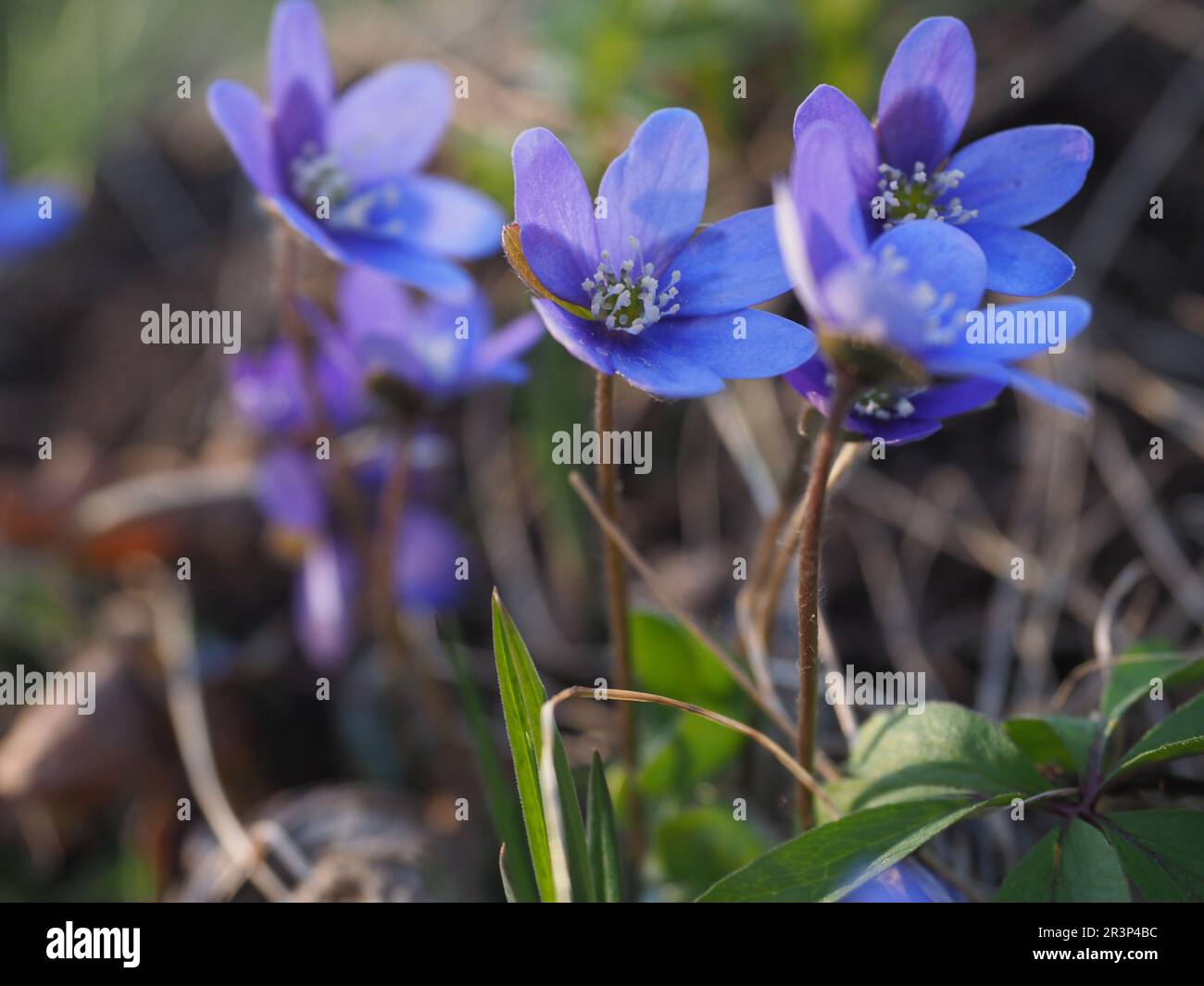 Blue-purple wild flowers in the field -Hepatica (liverleaf, or ...