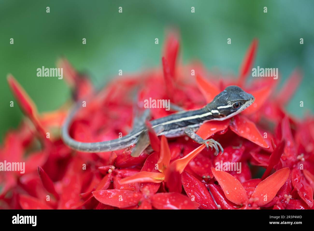 Jesus lizard run hi-res stock photography and images - Alamy