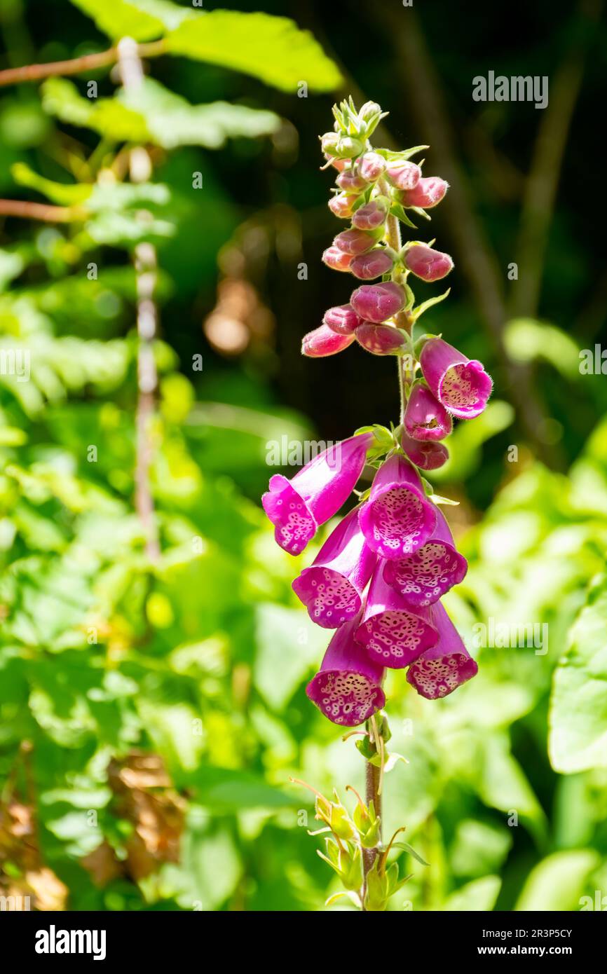 Beautiful pink wild flower on the trek of Madeira Island, Portugal ...