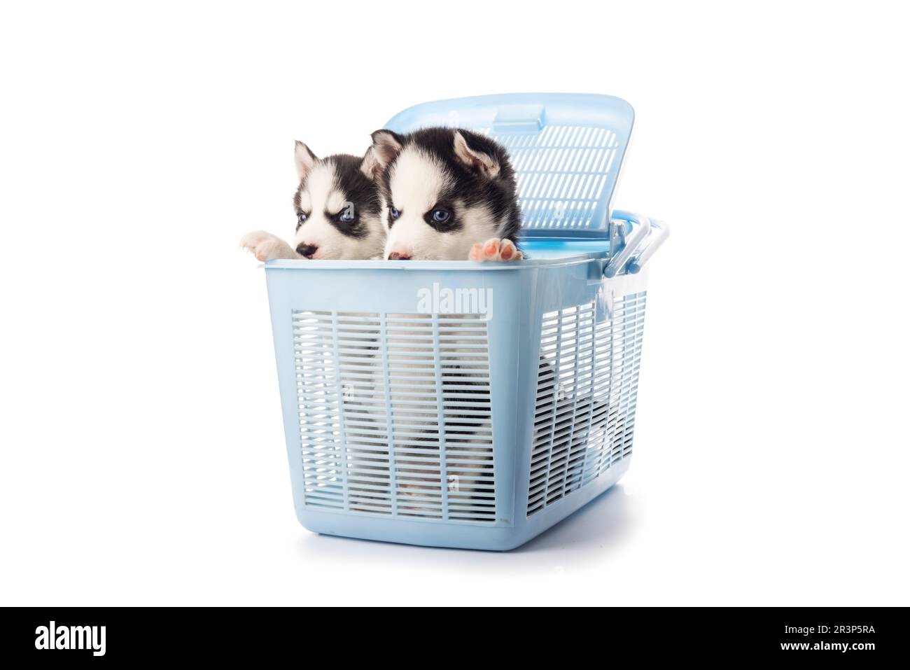 Purebred Siberian Husky puppy in a blue carry case for animals isolated ...