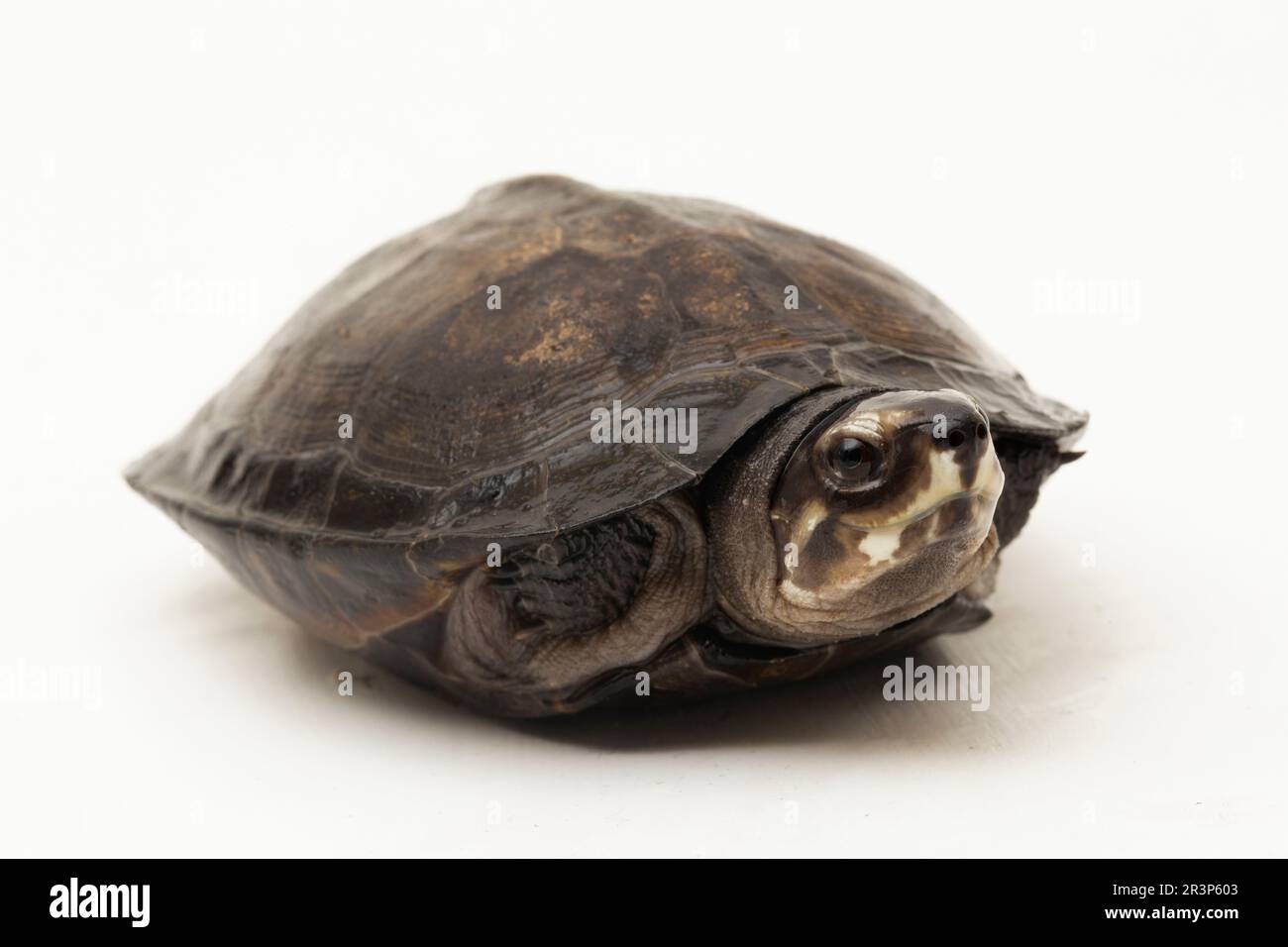 Black Marsh Turtle Siebenrockiella crassicollis Malayan Snail-eating ...