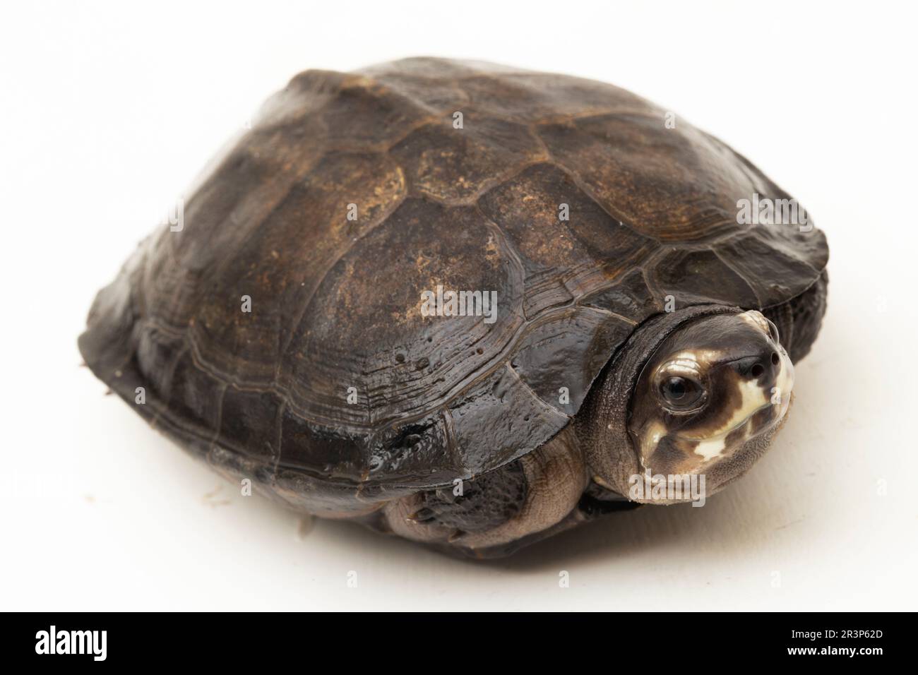 Black Marsh Turtle Siebenrockiella crassicollis Malayan Snail-eating ...