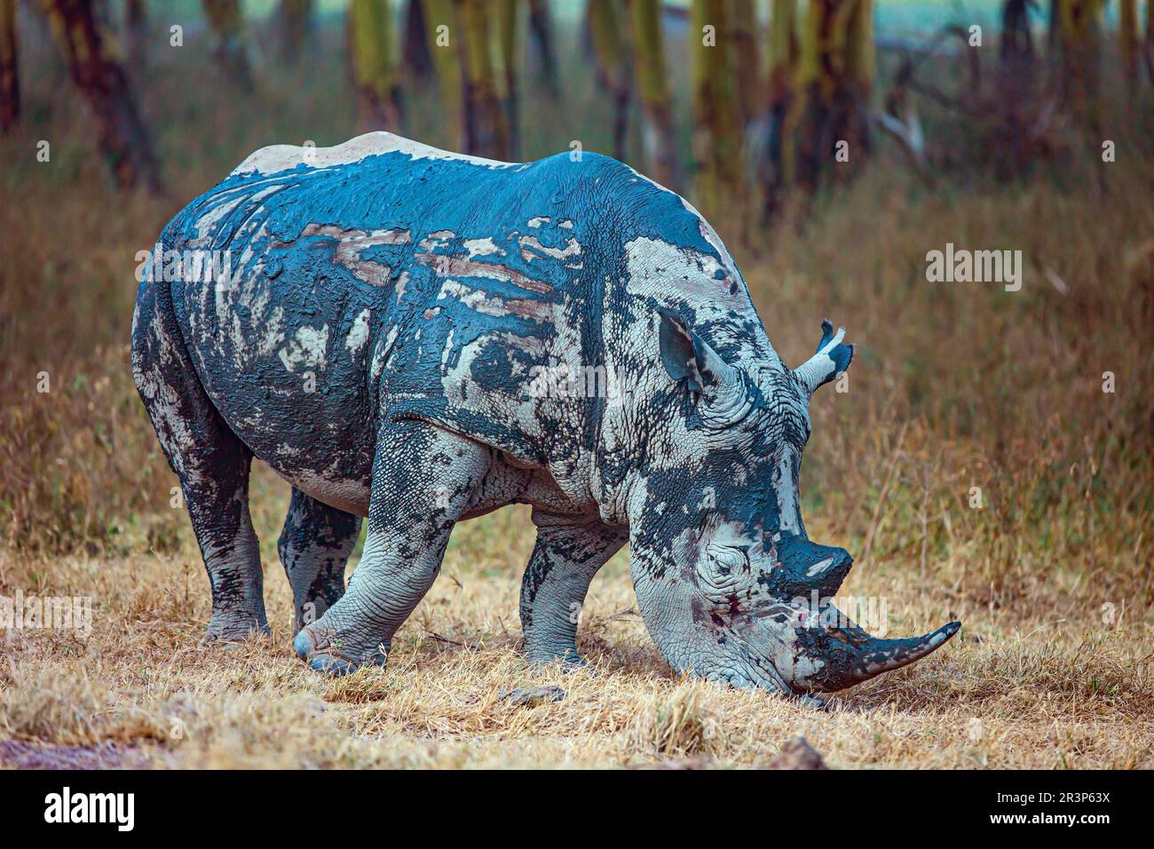 The black rhinoceros Stock Photo - Alamy