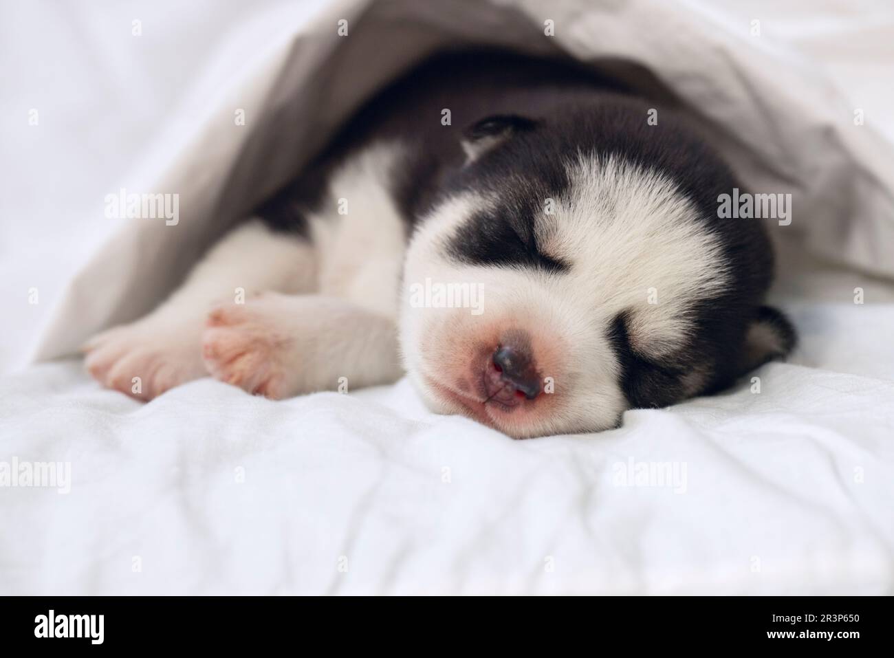 Husky on a bed hi-res stock photography and images - Alamy
