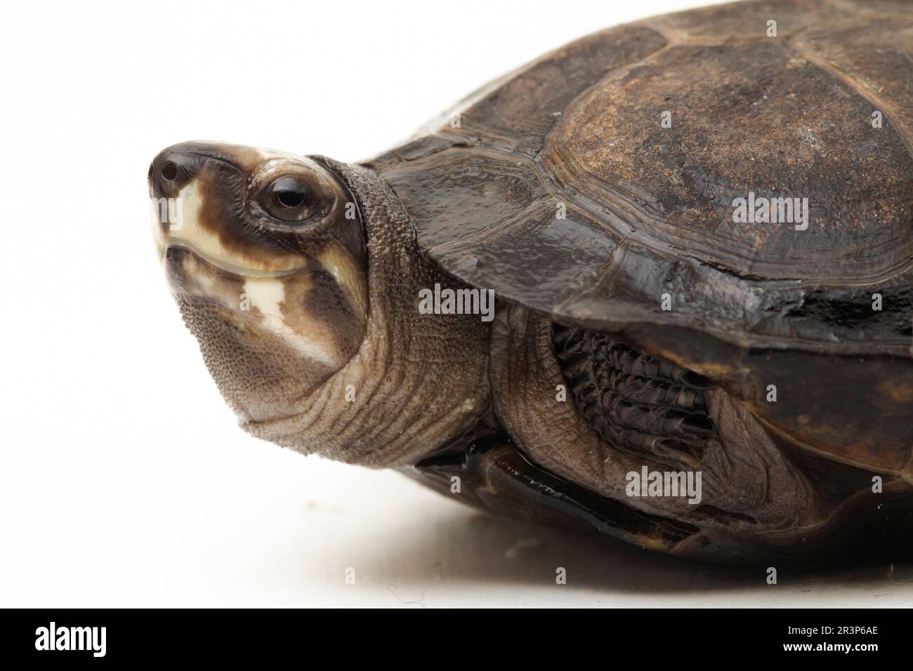 Black Marsh Turtle Siebenrockiella crassicollis Malayan Snail-eating ...