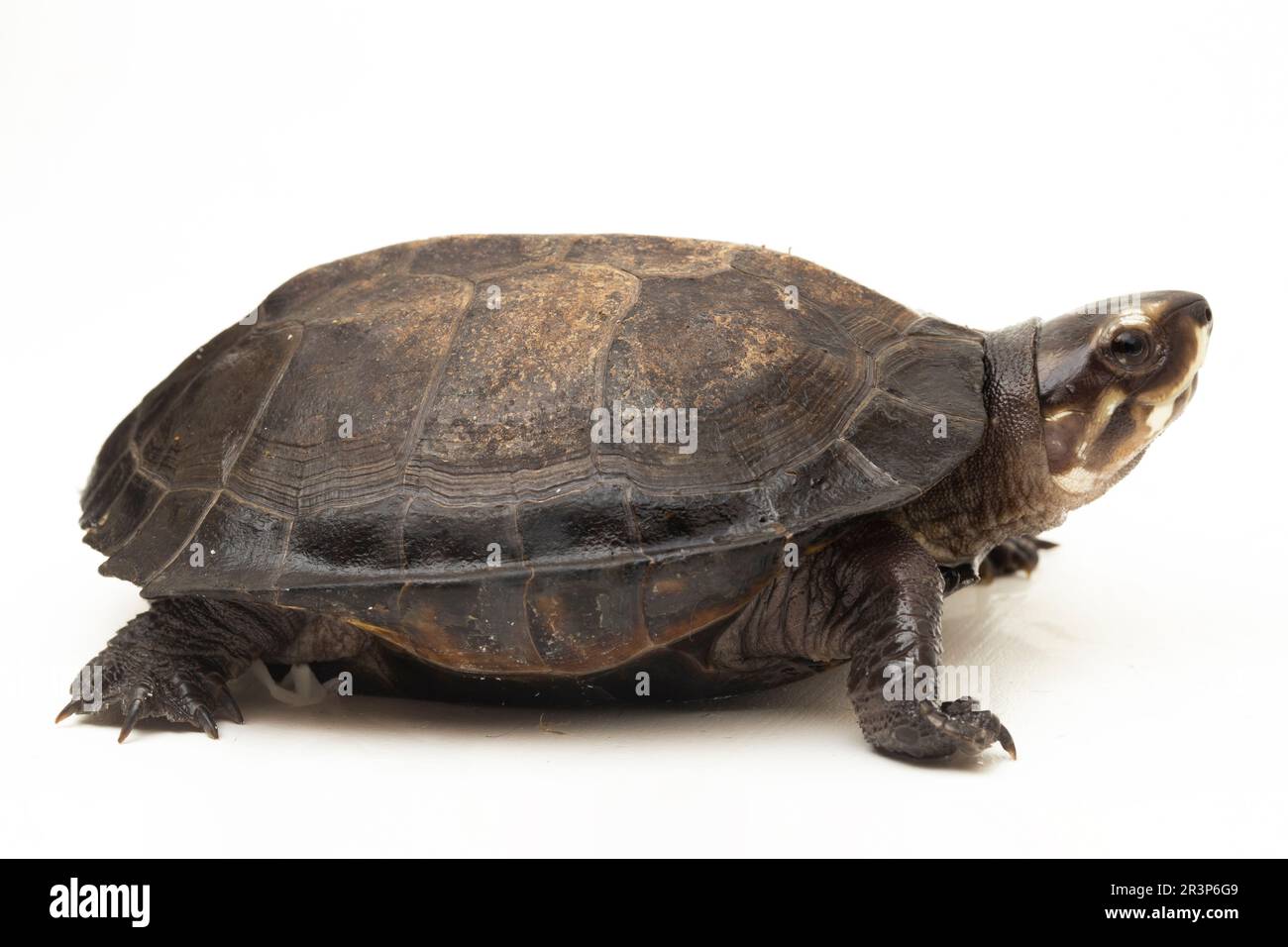 Black Marsh Turtle Siebenrockiella crassicollis Malayan Snail-eating ...