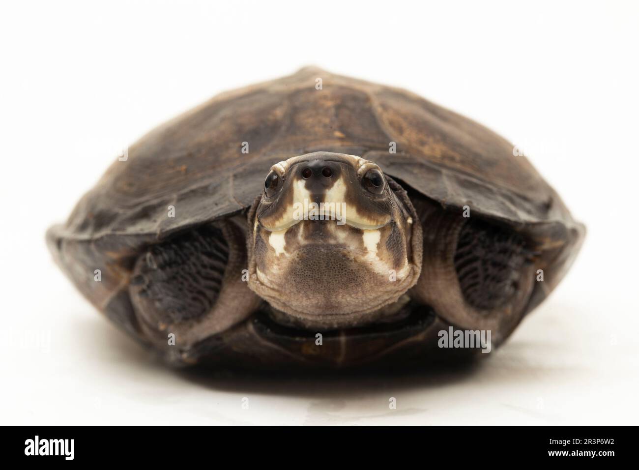 Black Marsh Turtle Siebenrockiella crassicollis Malayan Snail-eating ...