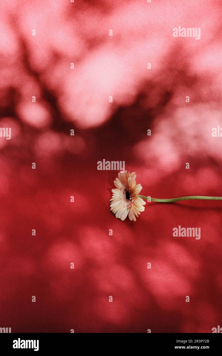 Beautiful_flowers hi-res stock photography and images - Alamy