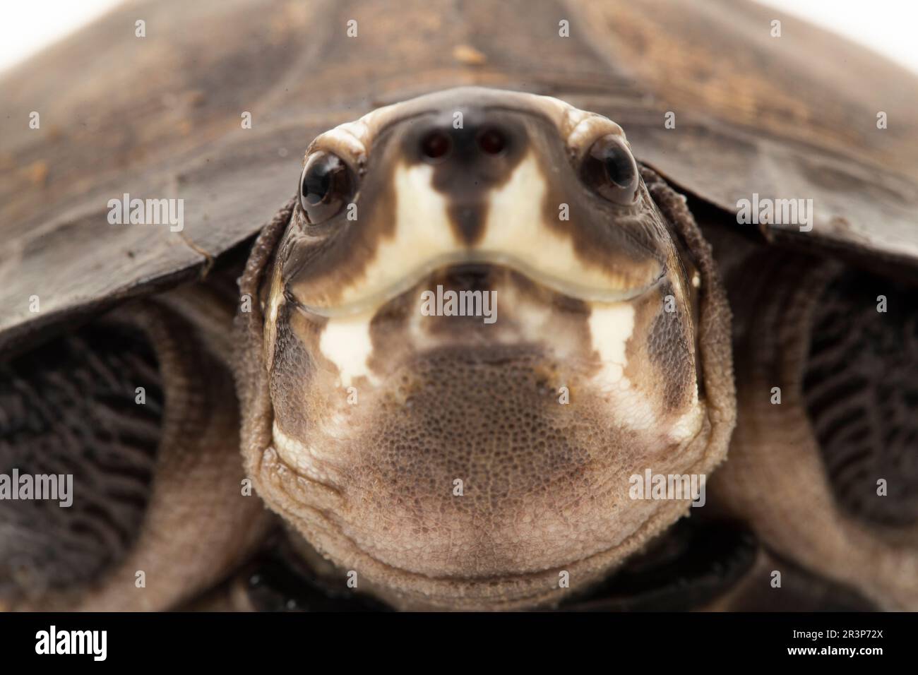 Black Marsh Turtle Siebenrockiella crassicollis Malayan Snail-eating ...