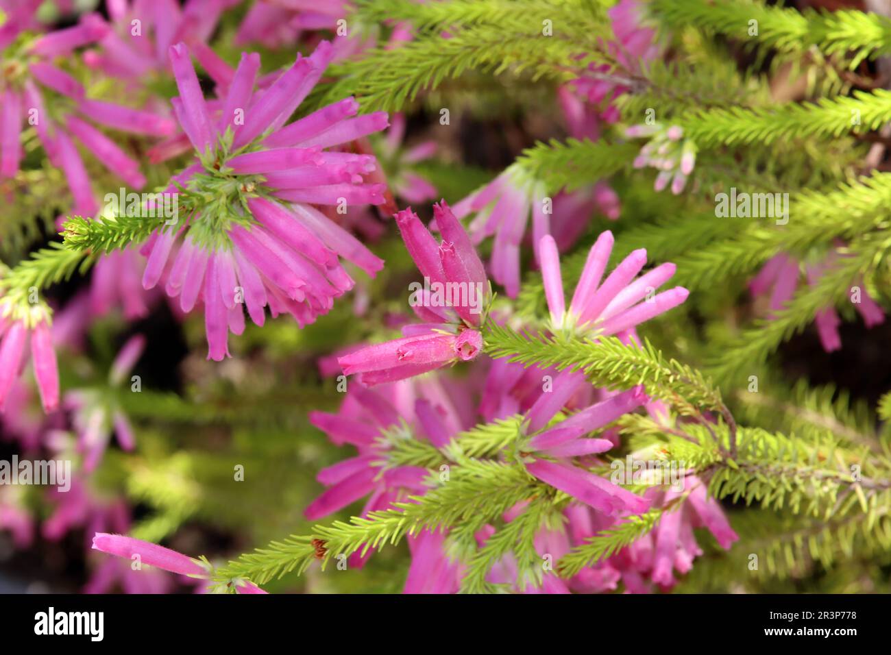 South African heather (Erica doliiformis) in the Botanical Garden Stock ...