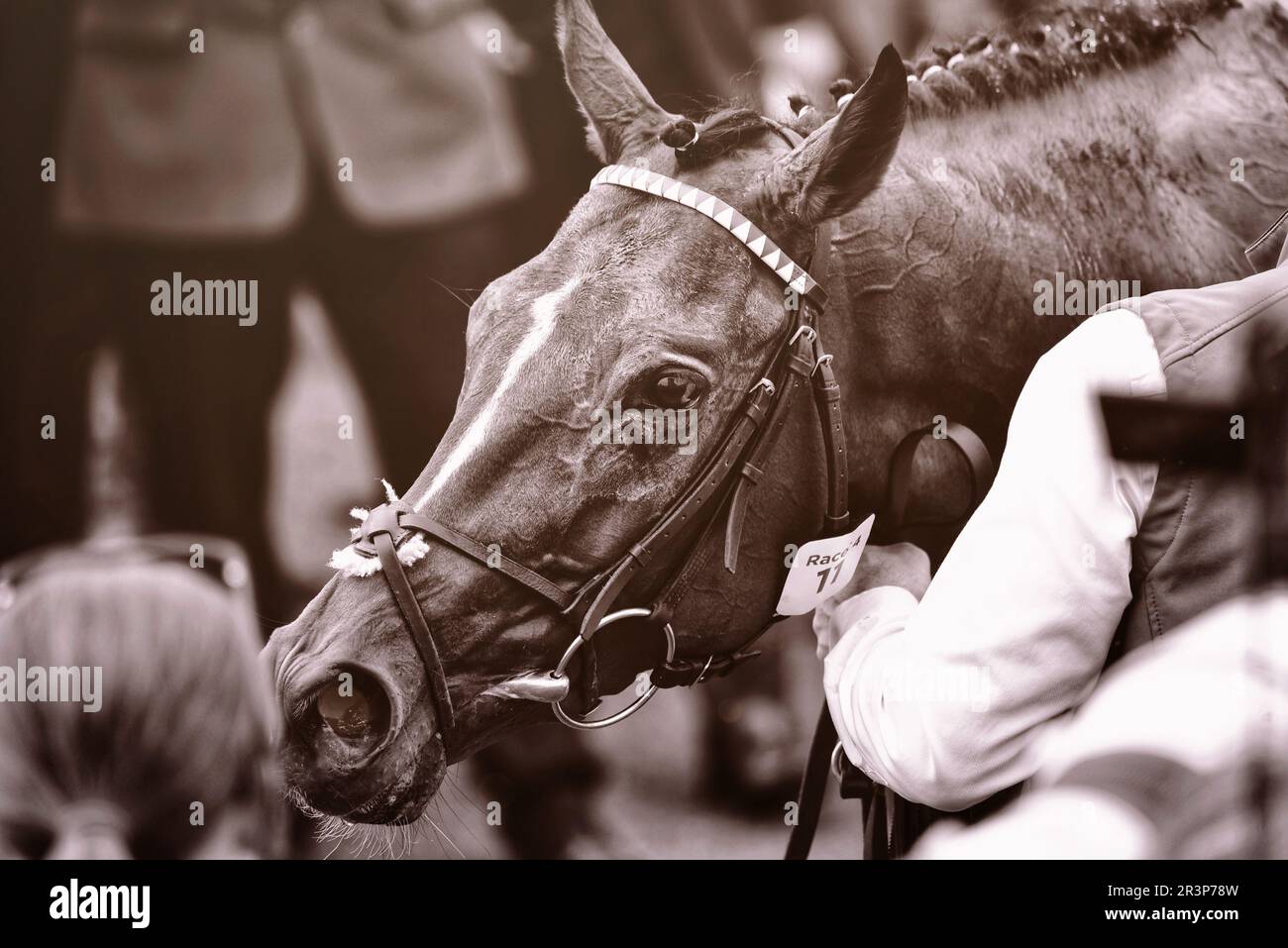 The Foxes won The Al Basti Equiworld Dubai Dante Stakes Stock Photo - Alamy