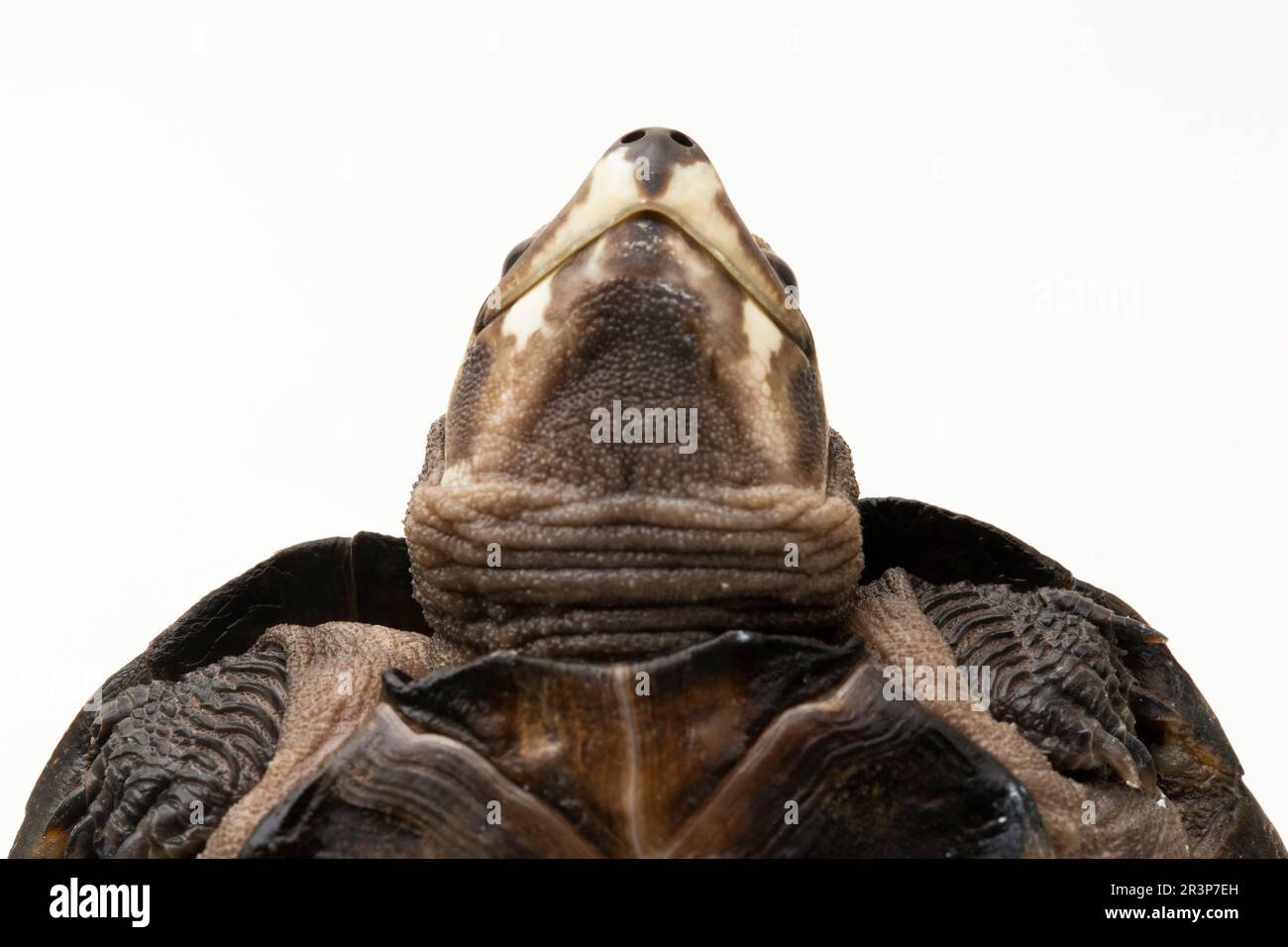 Black Marsh Turtle Siebenrockiella crassicollis Malayan Snail-eating ...