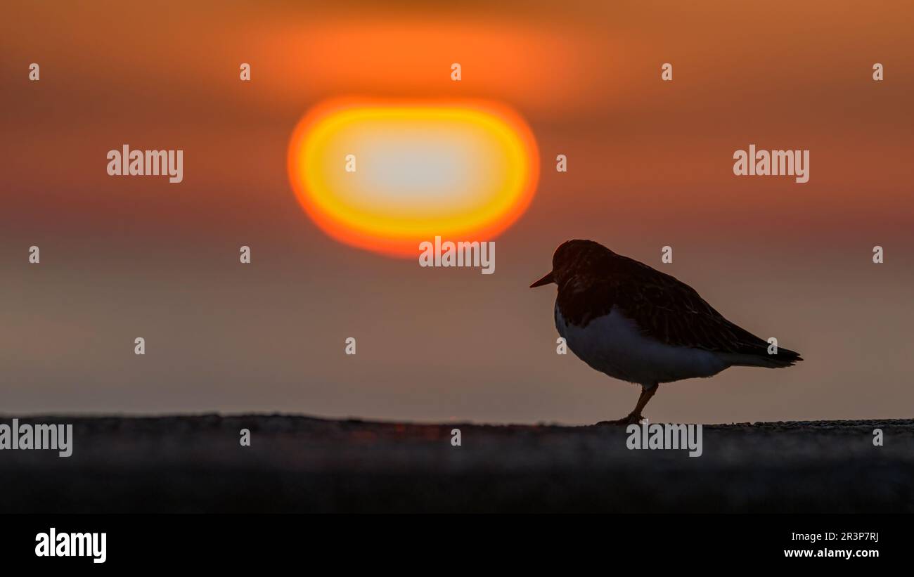 Turnstone/ Ruddy Turnstone, Arenaria interpres; adult bird in winter ...