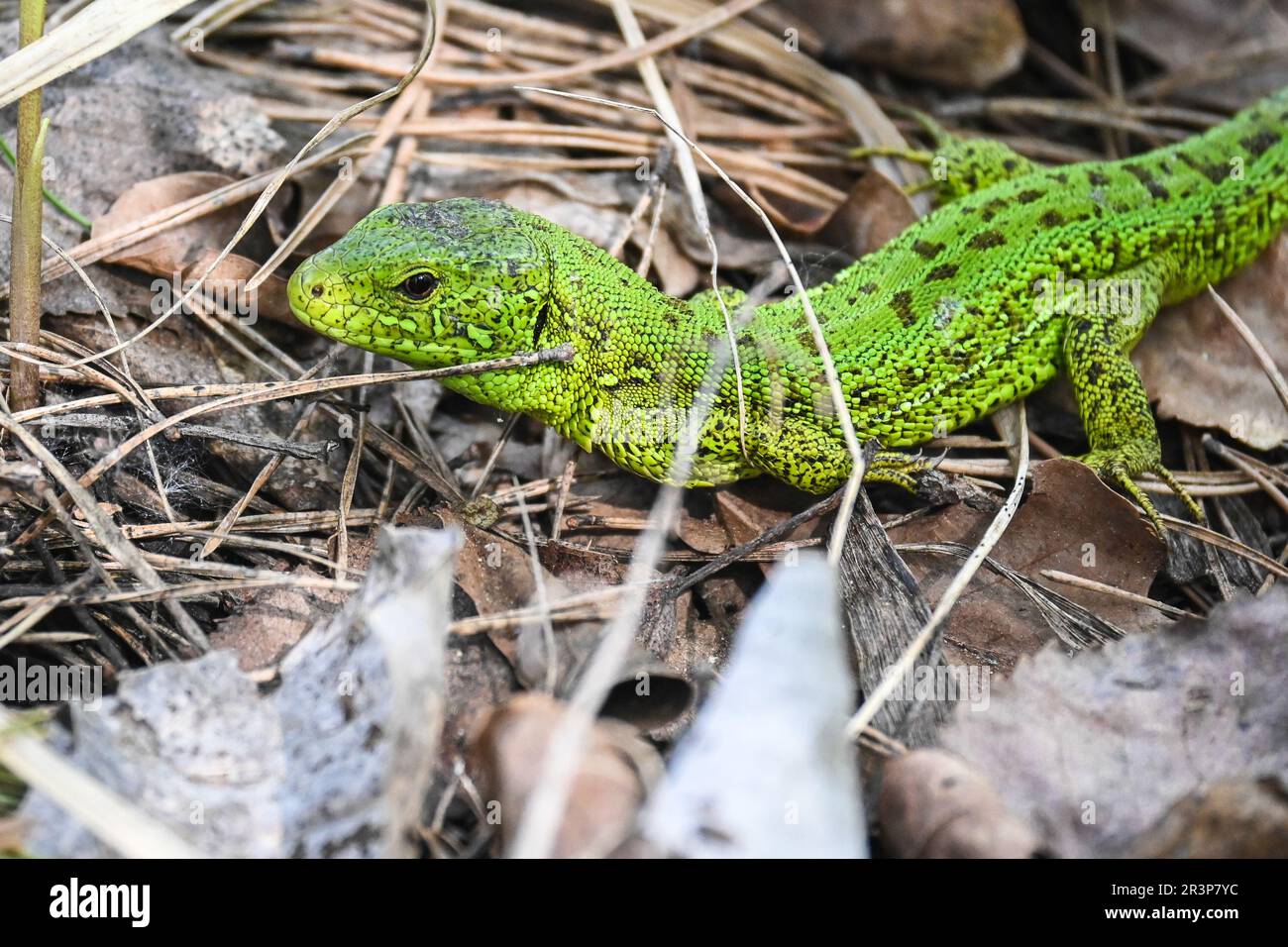 A nimble lizard in the wild. A green lizard on a background of dry ...