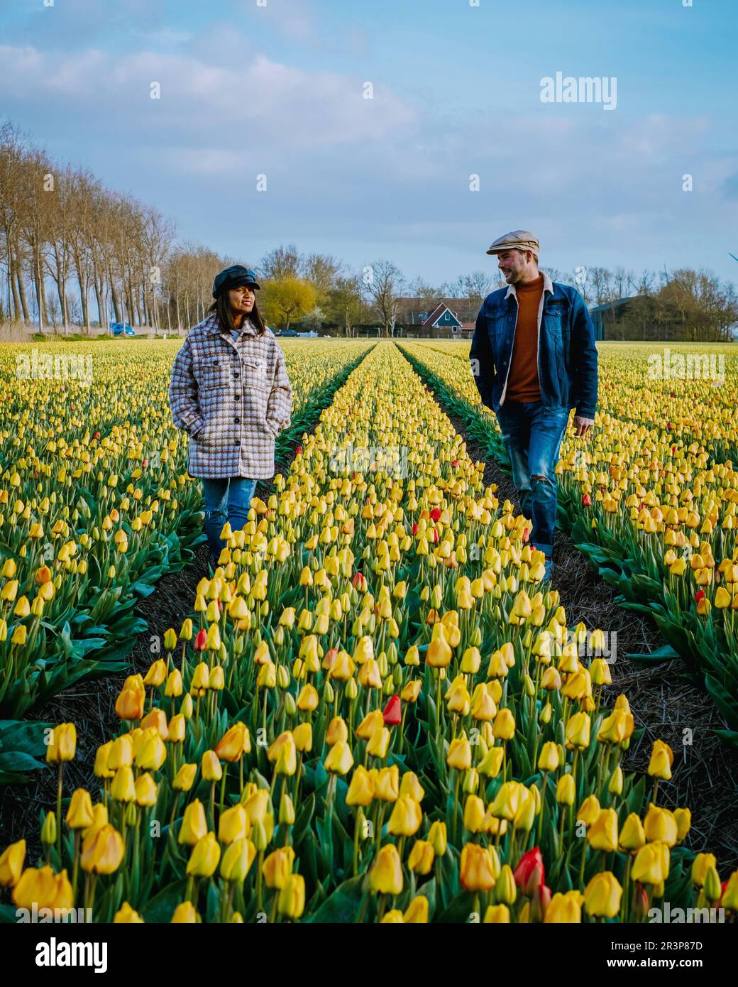 Couple walking in a tulip field colorful tulip fields in the ...
