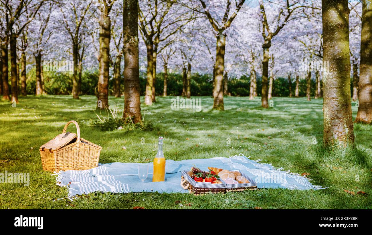 Picnic blanket with blooming cherry blossom trees in Amsterdam ...