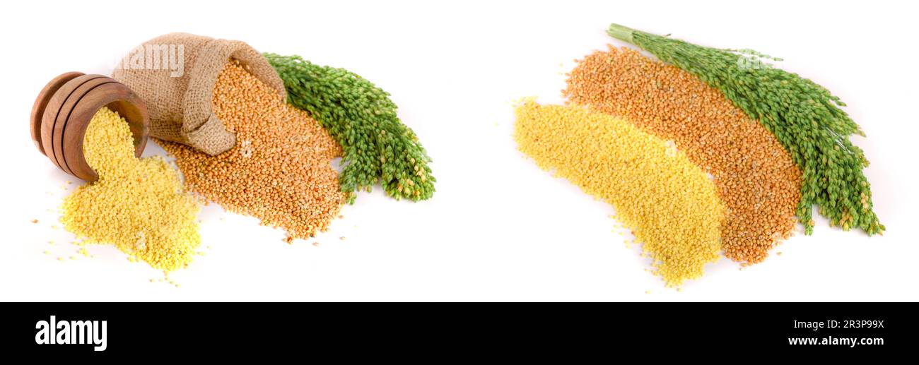 Millet in a wooden bowl, burlap bag and green spikelets isolated on ...