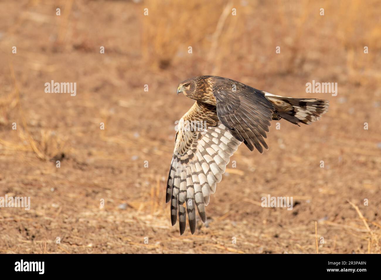 Northern harrier feather hi-res stock photography and images - Alamy