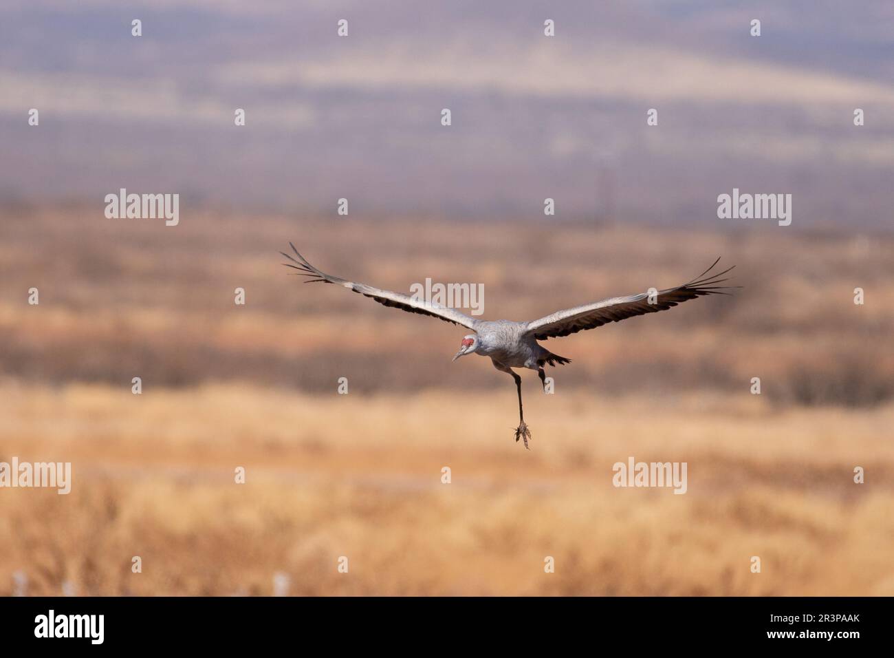 Sandhill crane with one leg landing Stock Photo - Alamy