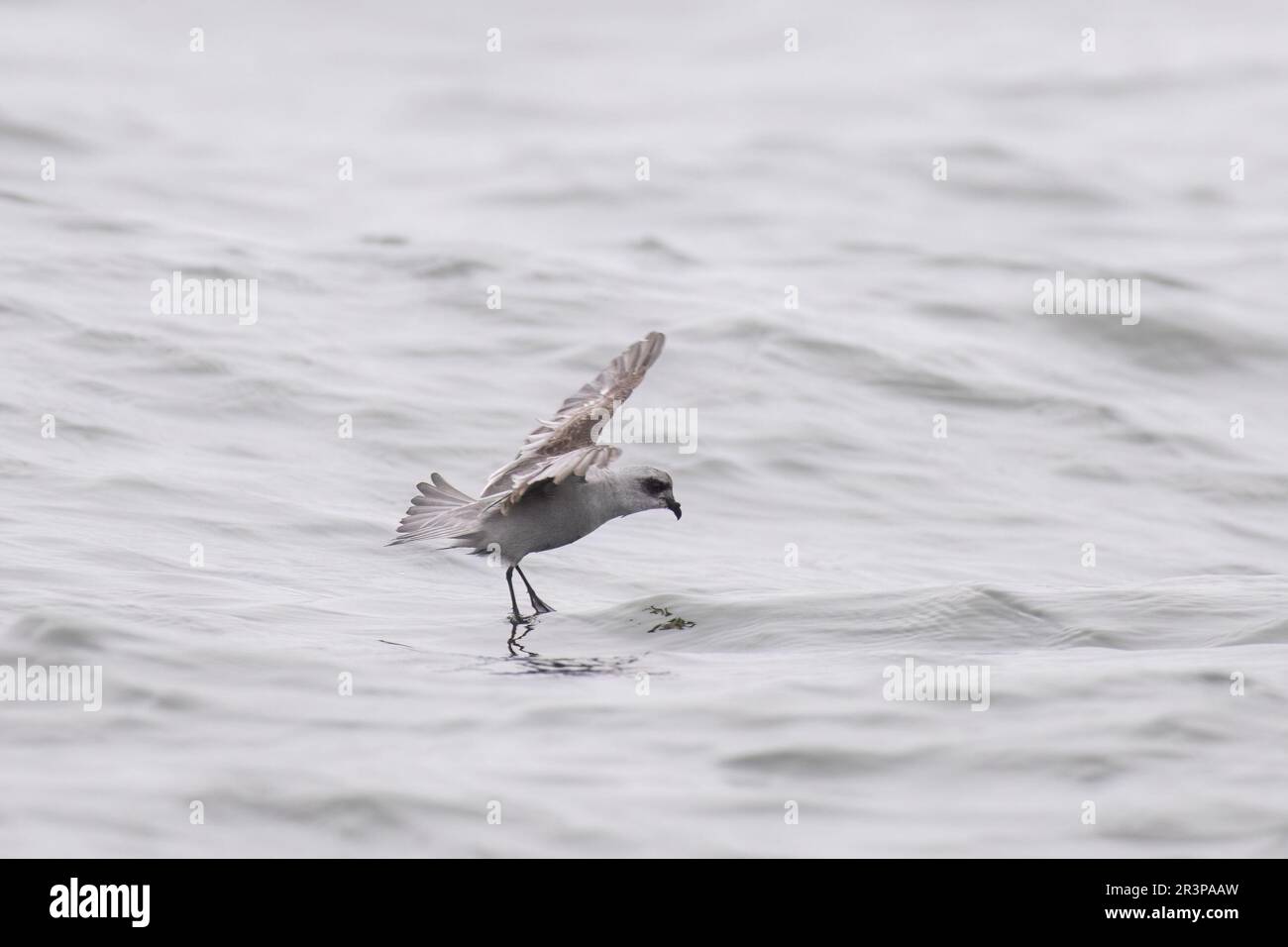 Fork tailed storm petrel flying over the ocean Stock Photo - Alamy