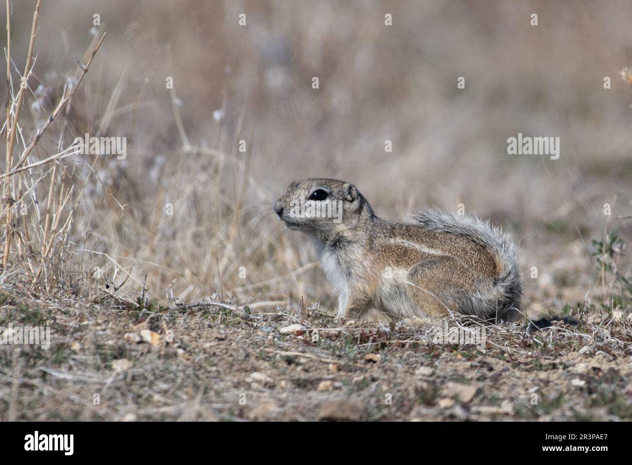 San joaquin antelope squirrel next to burrow Stock Photo - Alamy