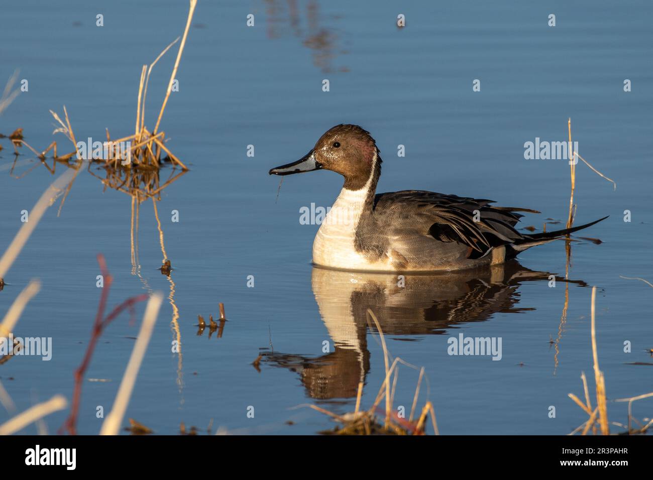 Pintail duck wing feathers hi-res stock photography and images - Alamy