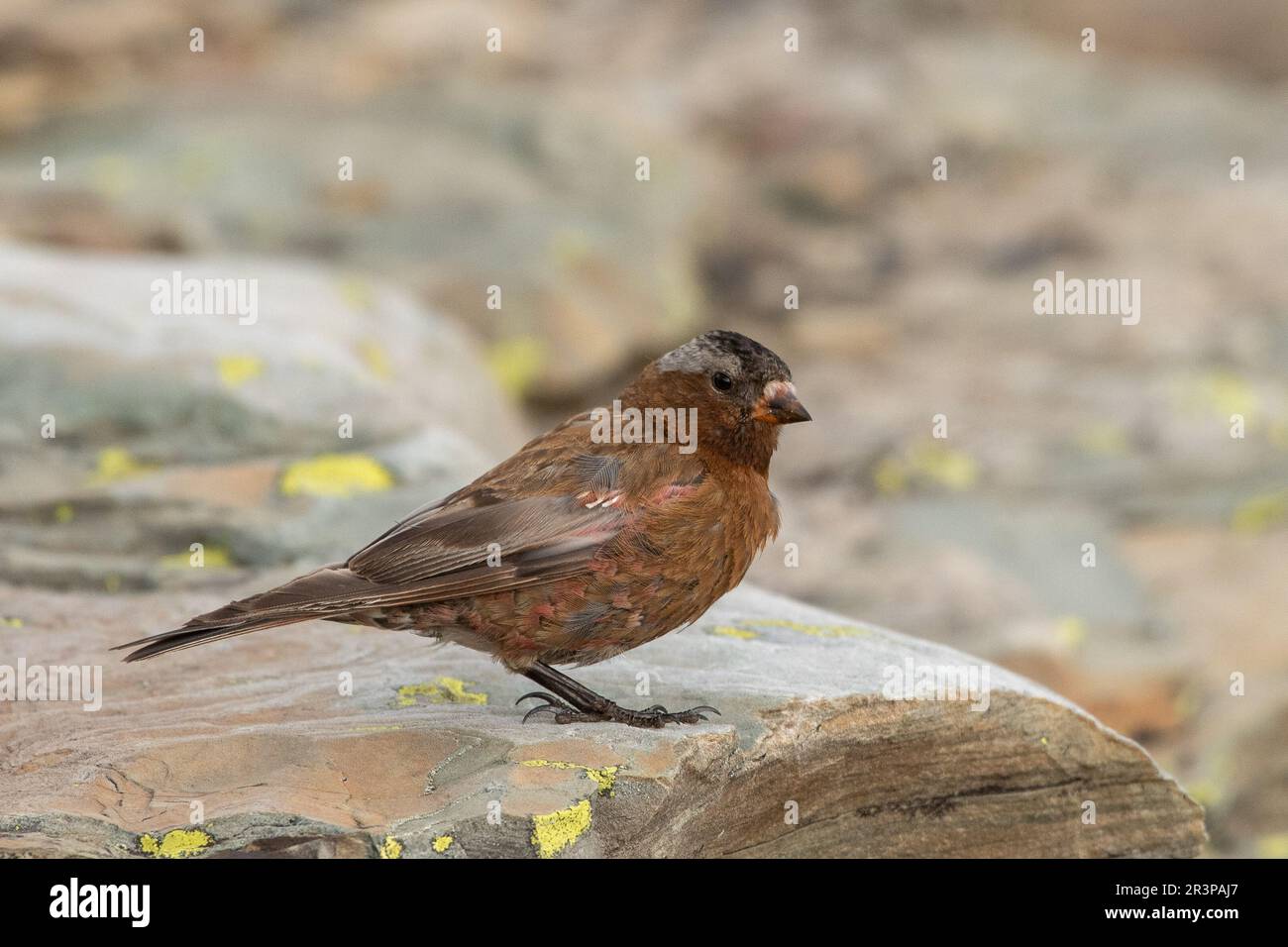 Gray-crowned rosy-finch sitting on a rock Stock Photo - Alamy