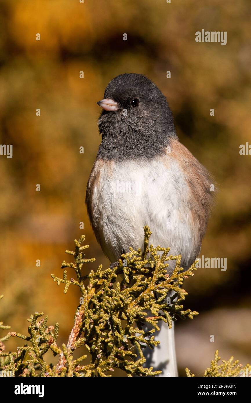 Dark-eyed junco on top of a juniper tree Stock Photo - Alamy