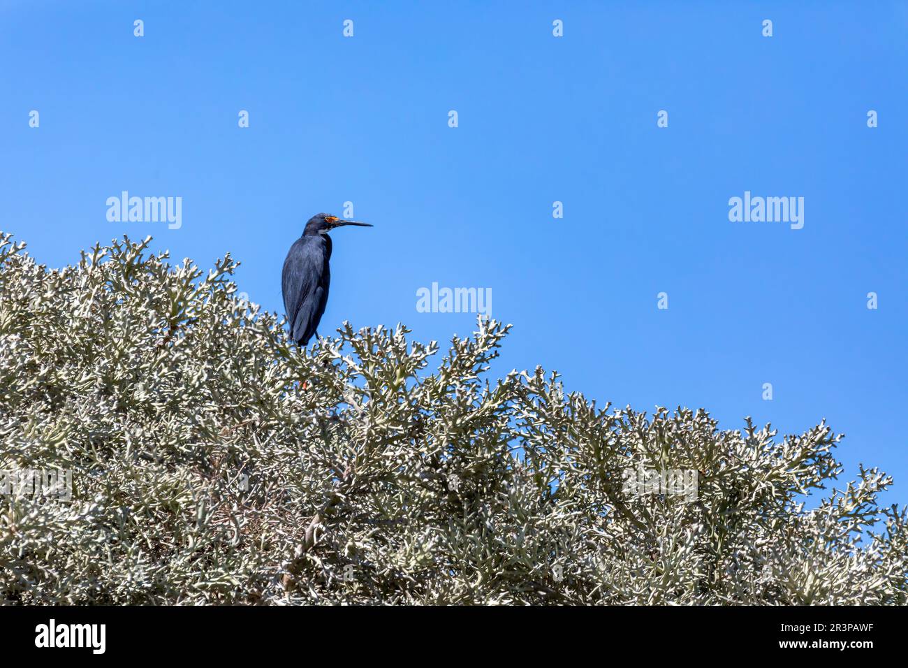 Little Egret, Egretta garzetta dimorpha - Dark morph, heron bird in ...