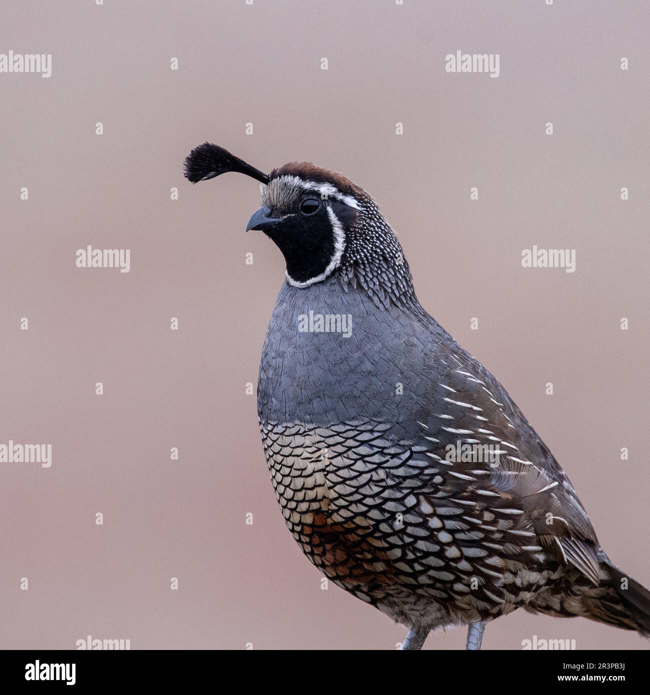 California quail portrait hi-res stock photography and images - Alamy