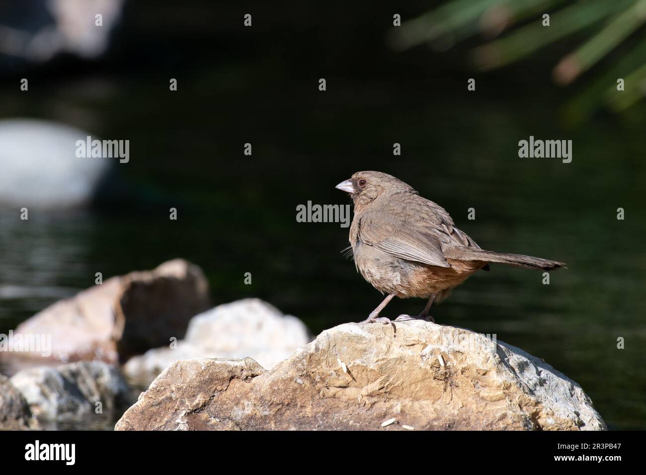 Alberts towhee hi-res stock photography and images - Alamy