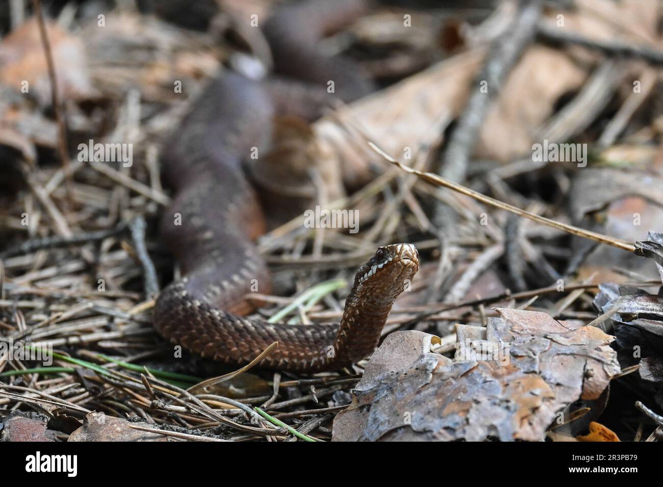 A viper in the wild. A poisonous snake on the background of grass ...